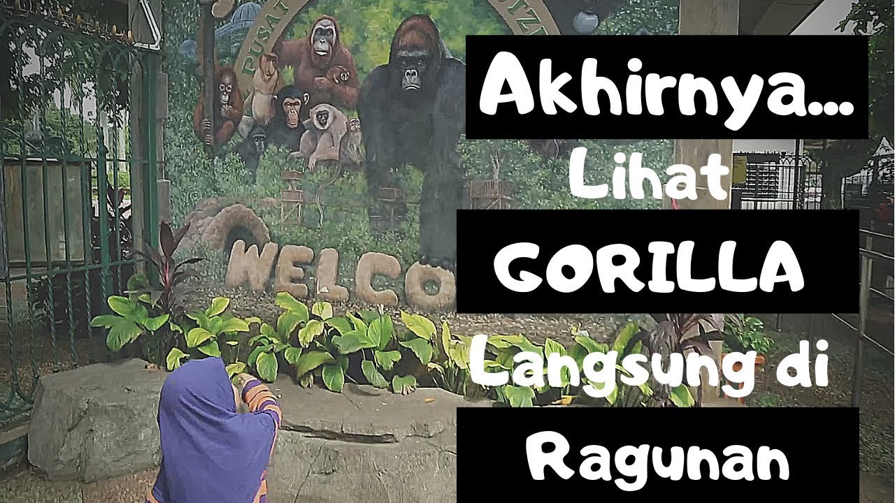 Lihat Gorilla di Ragunan Zoo Jakarta - Belajar Makhluk Hidup Primata ...