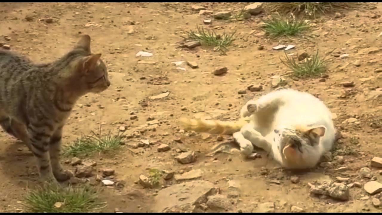 cats making love in broad day light - YouTube