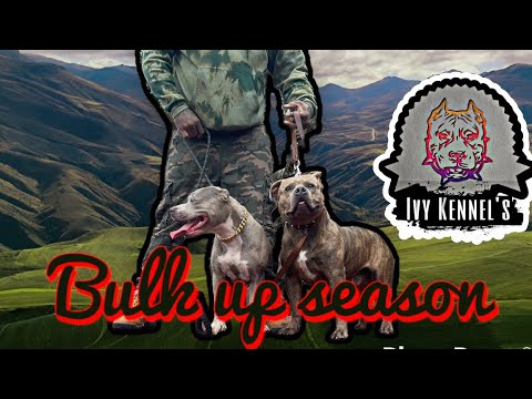 Building muscle back in my kennel - YouTube