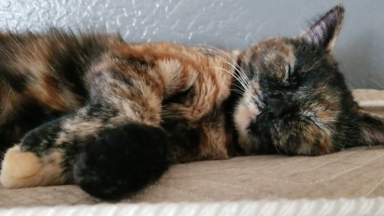 Kitten trilling - brrp wake up 2 - YouTube