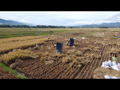 Panen Padi Di Sawah Terluas Dikota Solok | Bareh Solok Asli