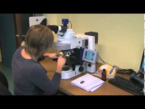 Métiers de l'archéologie : Veerle Rots, tracéologue - YouTube