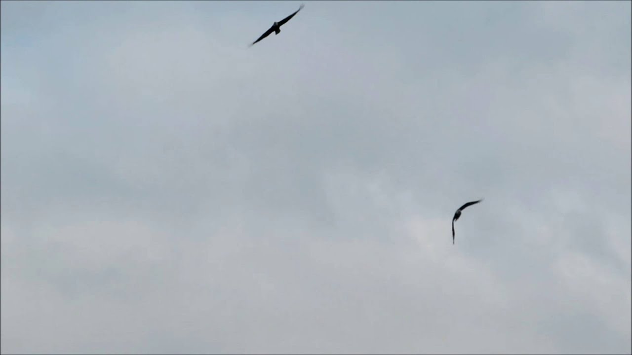 Bald Eagle courtship behavior at McLane Creek - YouTube