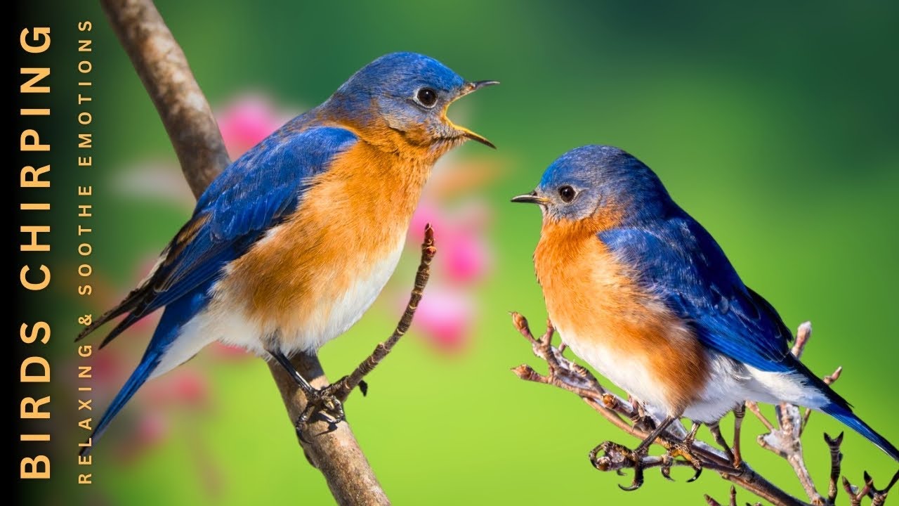 Relaxing Bird Sounds - Chirping Bird Sounds Bring Peace, Gently Heal ...