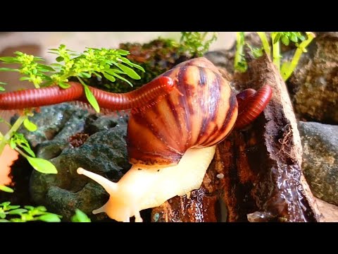 Life in Miniature : Exploring Millipede & Snail Ecosystems Up Close # ...