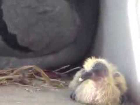 Pigeon & Baby Bird videos -- Baby Squab has curious visitors ! (Part 3/ ...