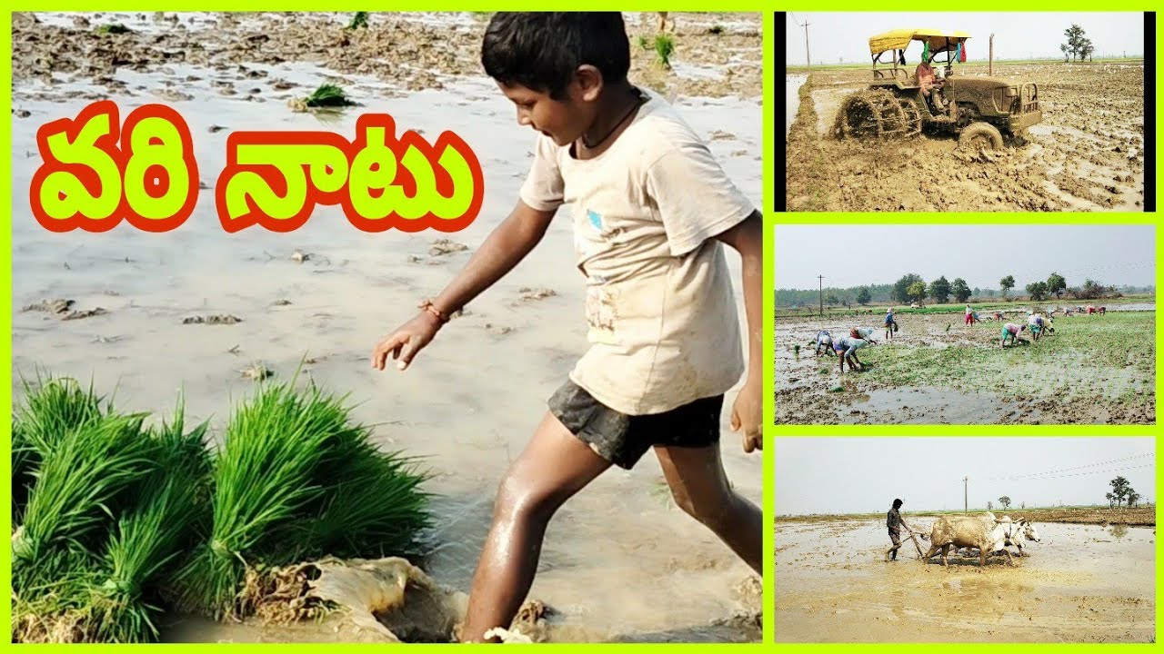 Vari Naatu | Village | Telugu Farmer - YouTube