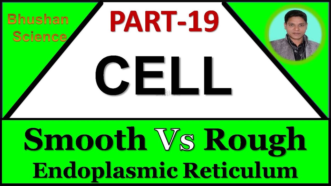 Part 19 : Cellular Level of Organization | Smooth Vs Rough Endoplasmic ...
