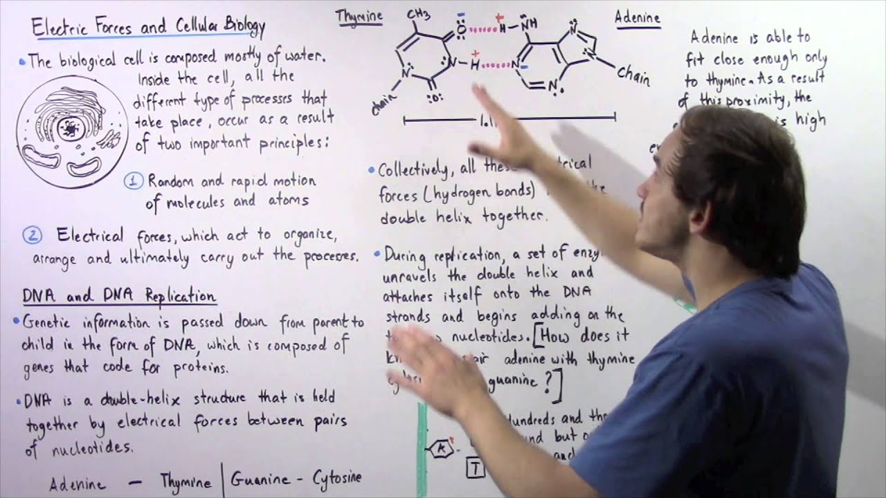 Electric Forces in DNA Structure and Replication - YouTube