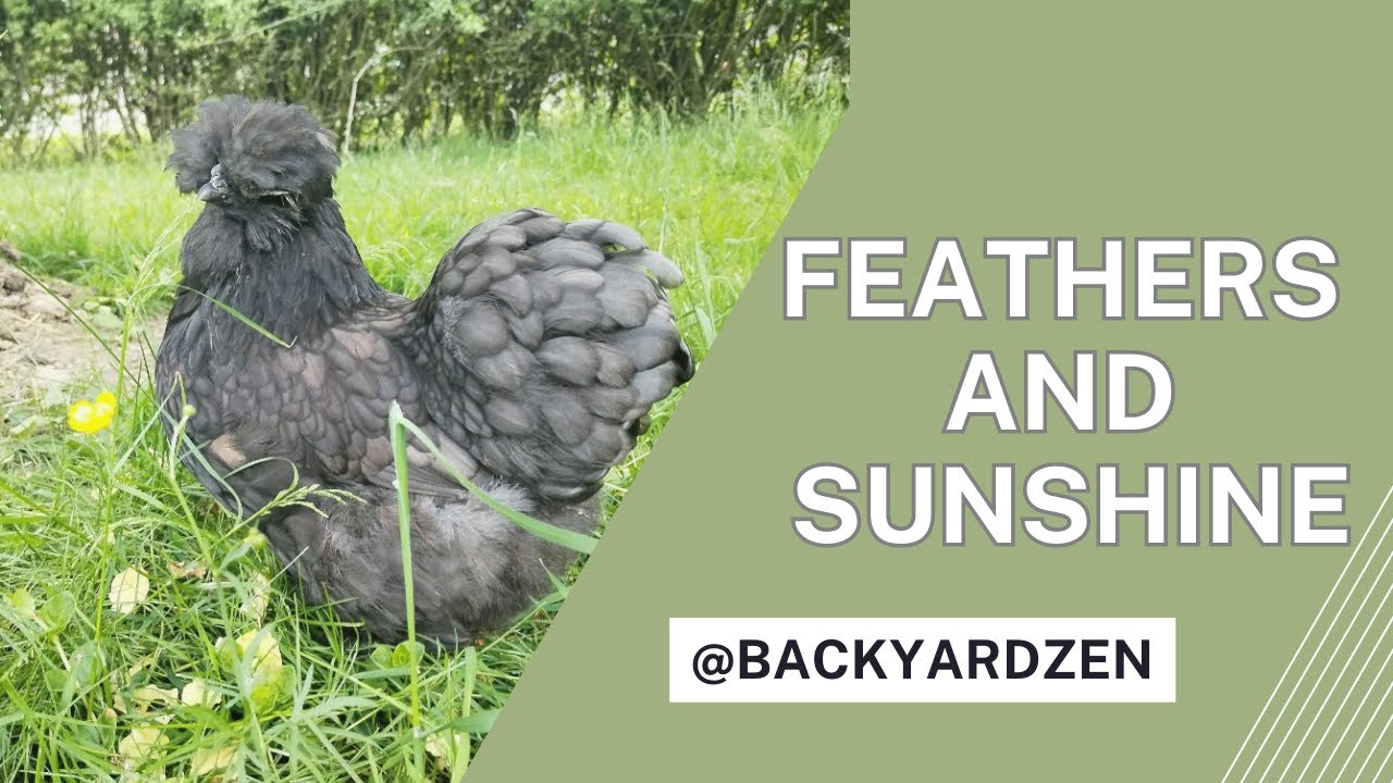 Feathers and Sunshine: Chickens Enjoying the Outdoors - YouTube