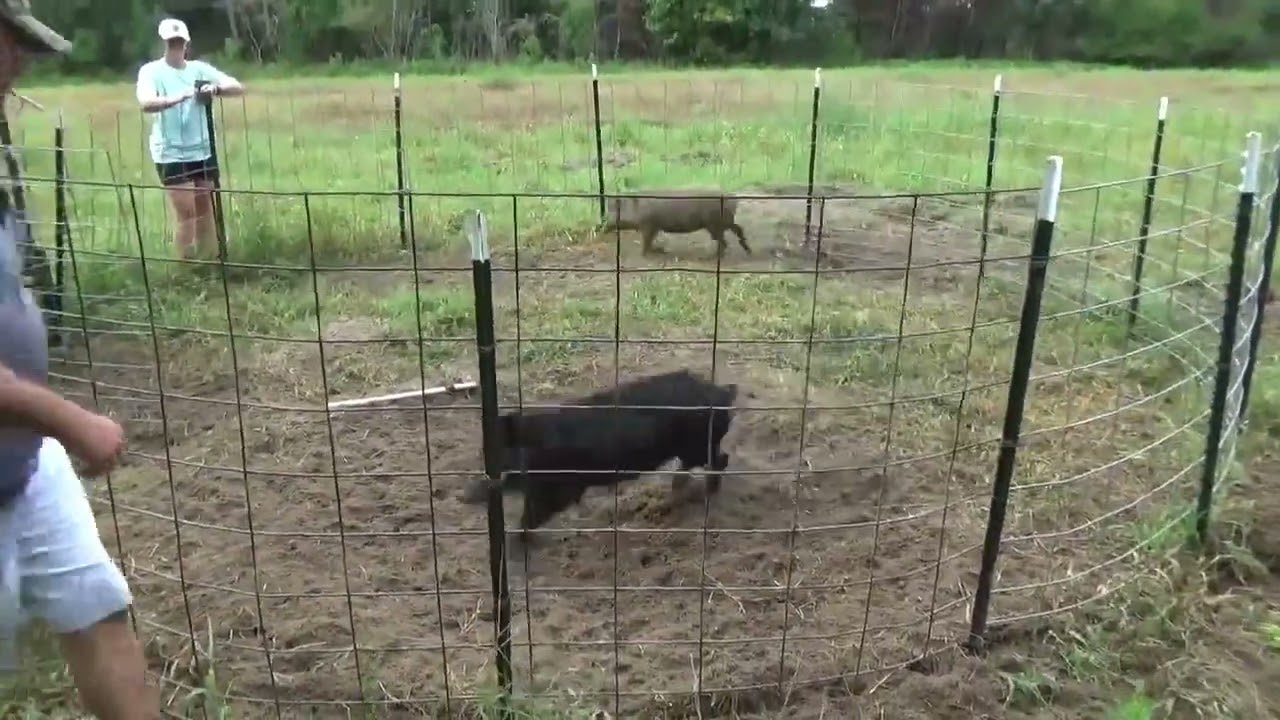 PI$$ED OFF PIGS: C-Trap Hog Removal - YouTube