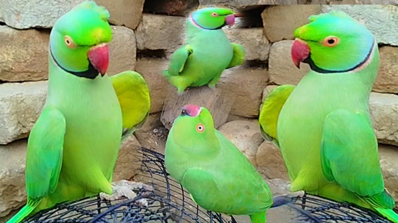 Parrot Jora Compilation And Funny Parrot 🤣 - YouTube