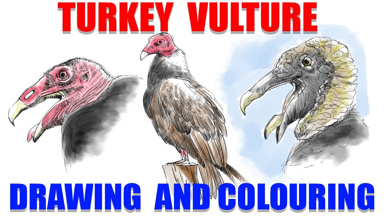 TURKEY VULTURE DRAWING AND COLOURING | Realistic turkey vulture drawing ...