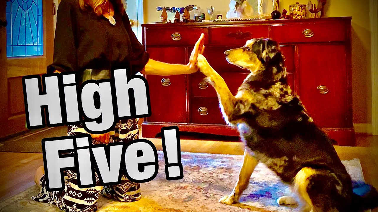 High Five Dog Gif