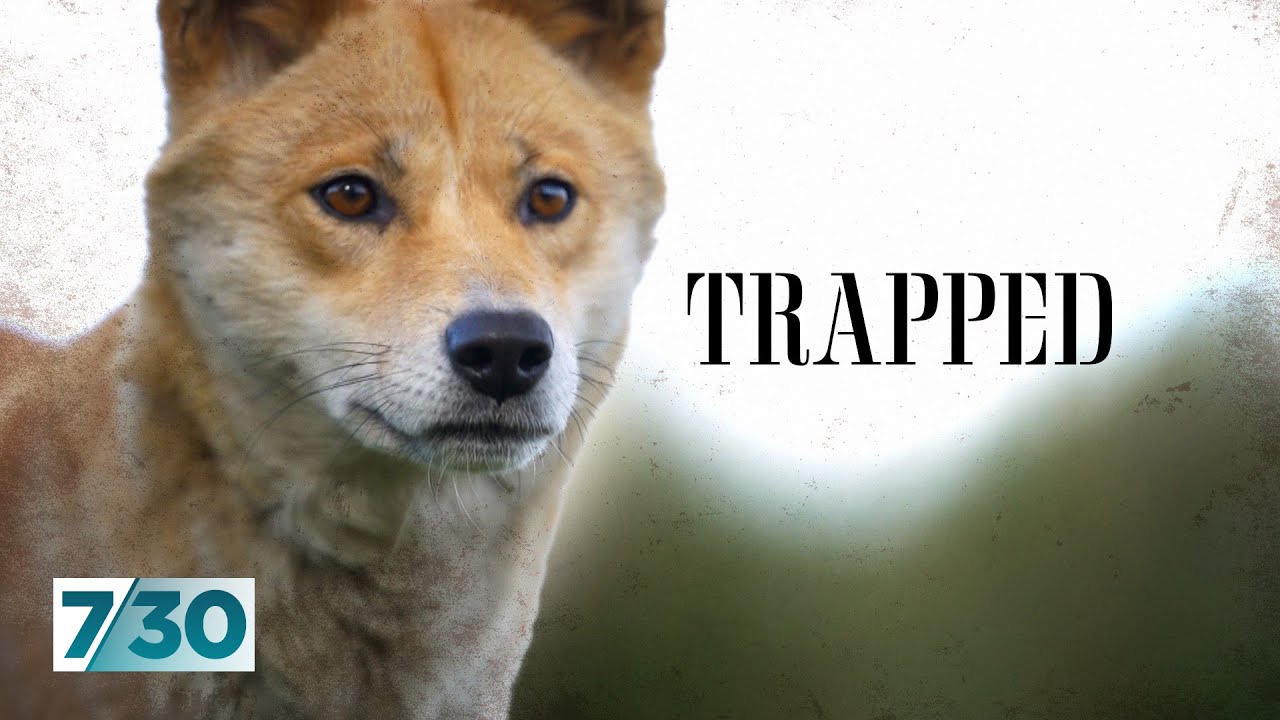 Secret videos show animals being trapped and killed. Are they wild dogs ...