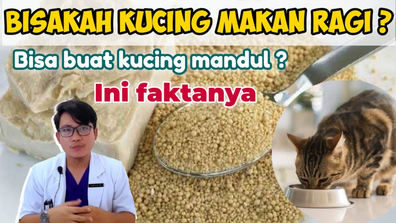 BISAKAH KUCING MAKAN RAGI ? || RAGI BUAT KUCING MANDUL ? || drh Mirza ...