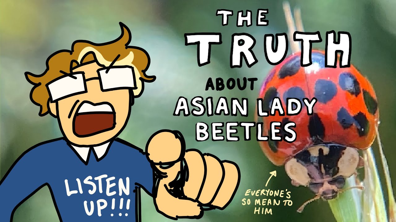 The Lore Of Ladybugs - YouTube