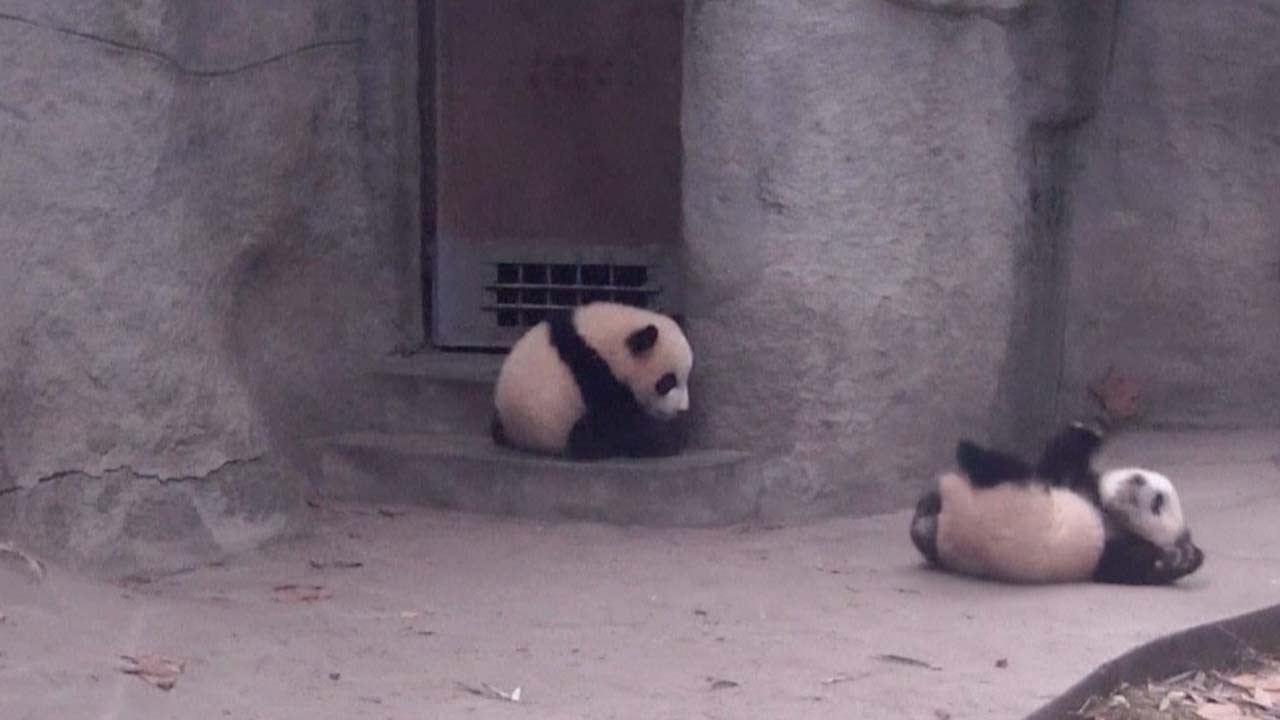 Cute panda cubs chase each other - YouTube