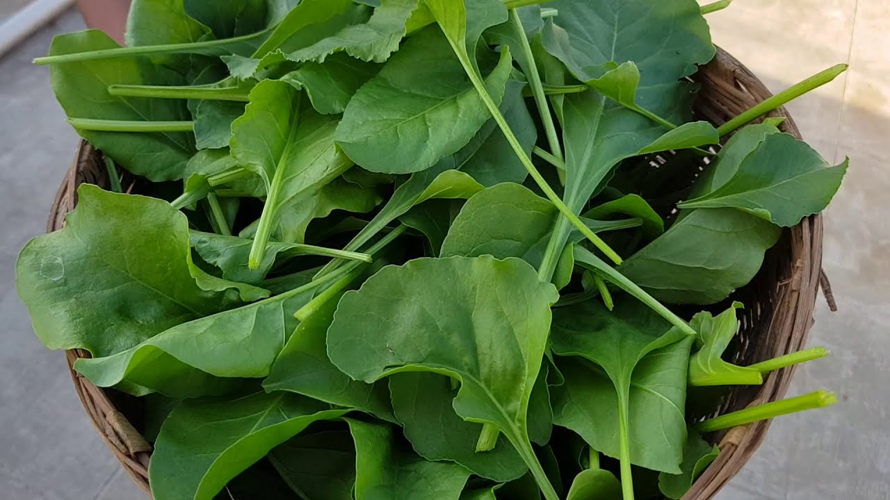 How to harvest Spinach from Terrace garden? - YouTube