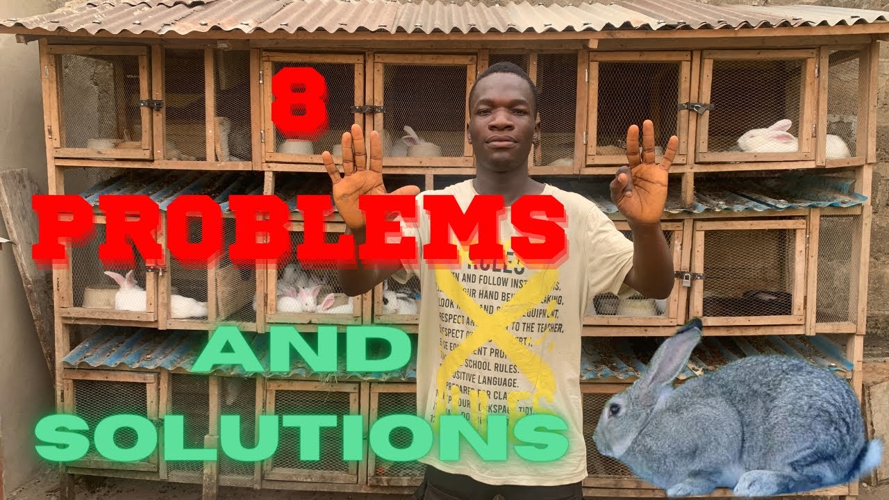 Common rabbit farming problems and their solutions || rabbit farming ...