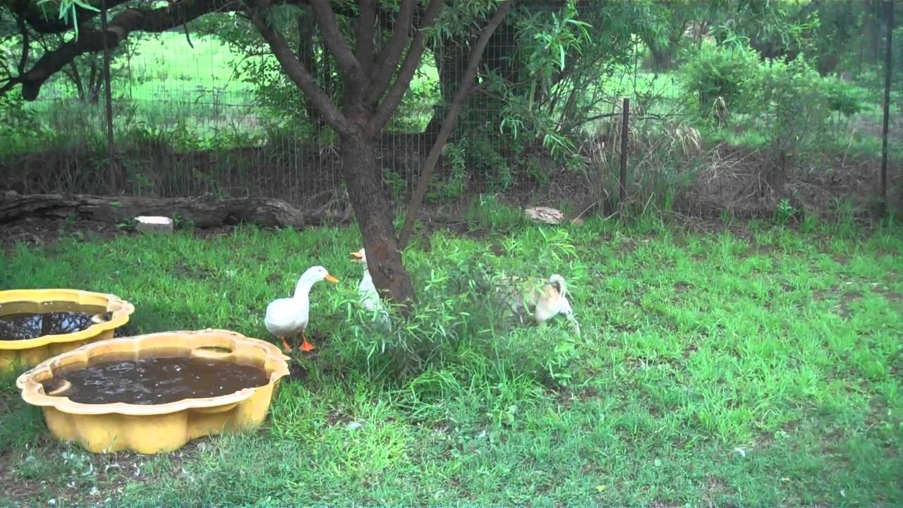 precious the pug vs ducks - YouTube