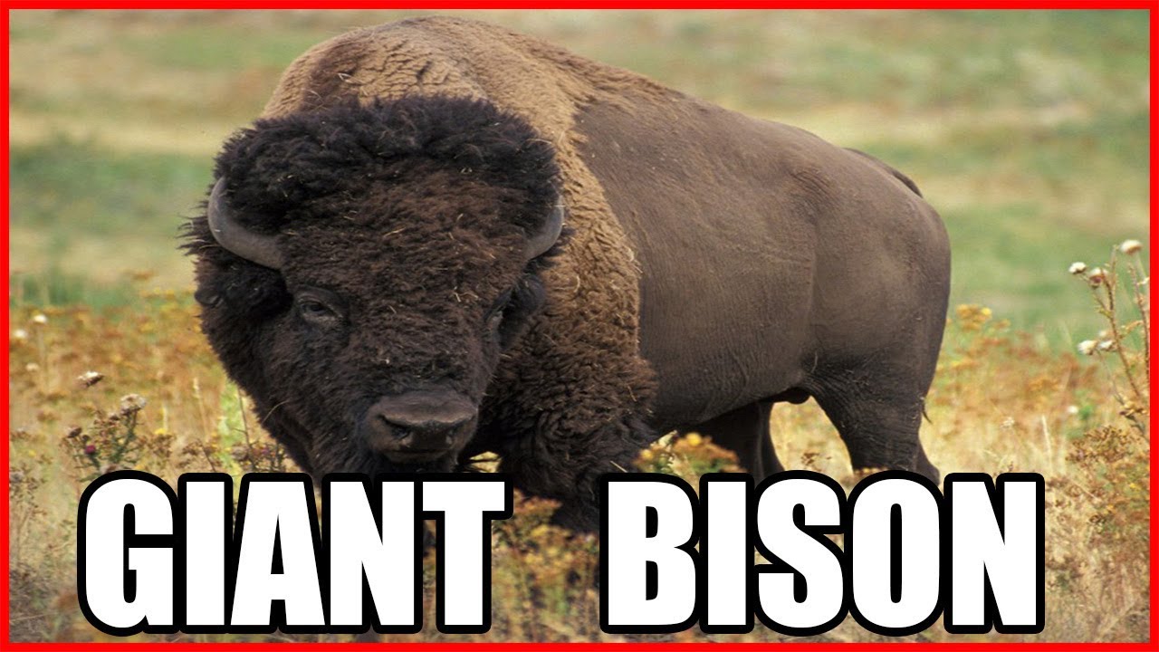 A giant - The American Bison! - YouTube