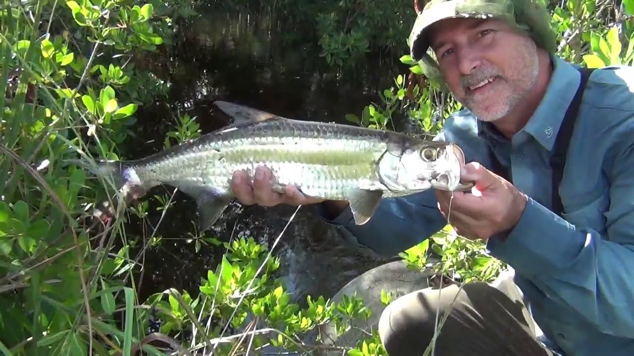 Tarpon on a 4 Weight Fly Rod! - YouTube