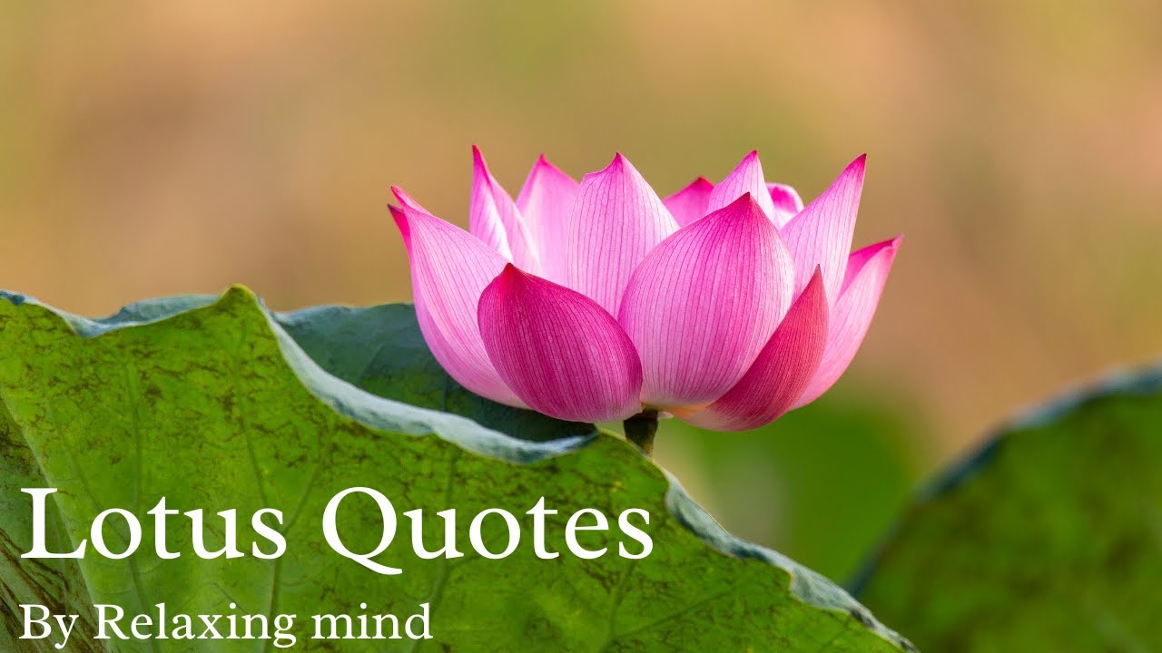 Lotus Quotes I Relaxing mind - YouTube