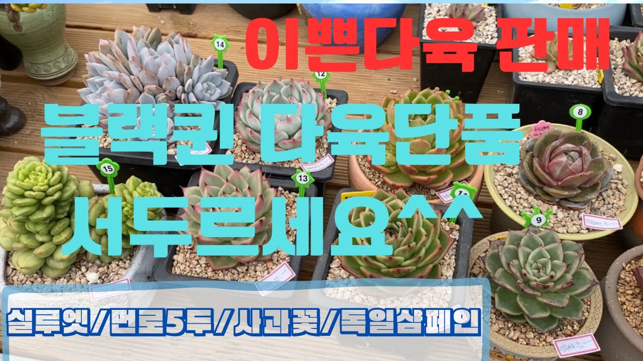 블랙퀸다육판매영상보러오세요 ️블랙퀸다육다육판매다육식물다육힐링다육단품 Youtube