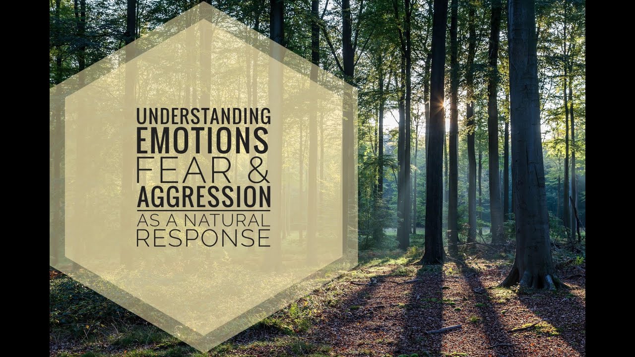 Understanding & Expressing Emotions - Fear & Aggression - YouTube
