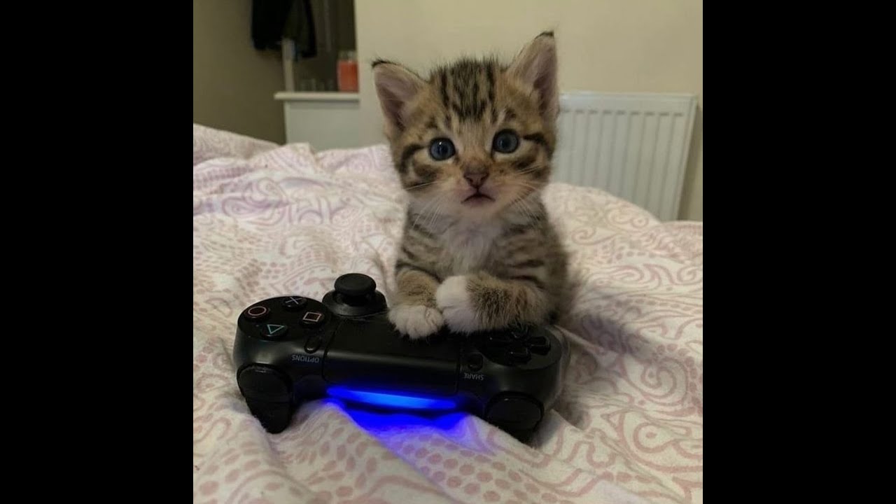 meow meow meow🐱🐱🐱🐱 - YouTube