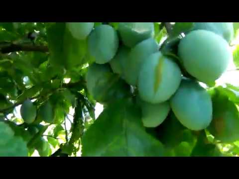 Altoire prun renglot din Italia anul 3 - YouTube