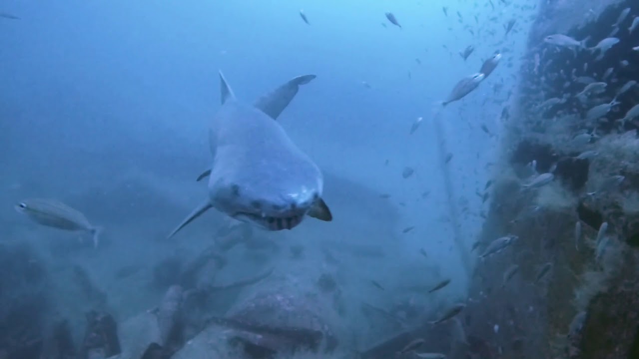 Scuba Diver Startled by Stealthy Shark Approaching From Behind - YouTube