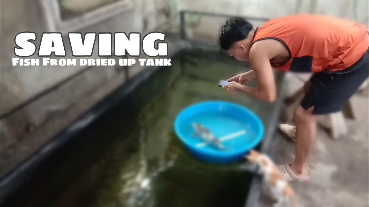 Saving Fish from Dried up Tank - YouTube