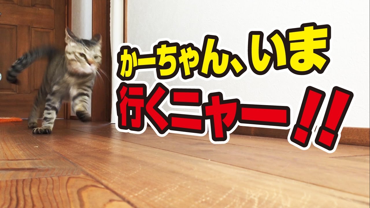 人間を追いかけまわすヤンチャな猫たち！〜Cats chasing humans！〜 - YouTube