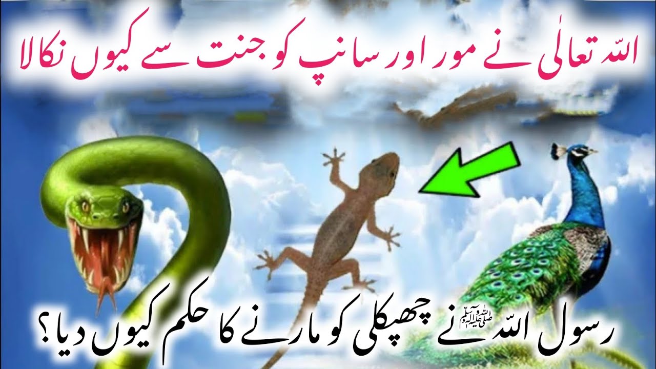Why did Allah remove the peacock and the snake from Paradise Why has Prophet ordered to kill ...
