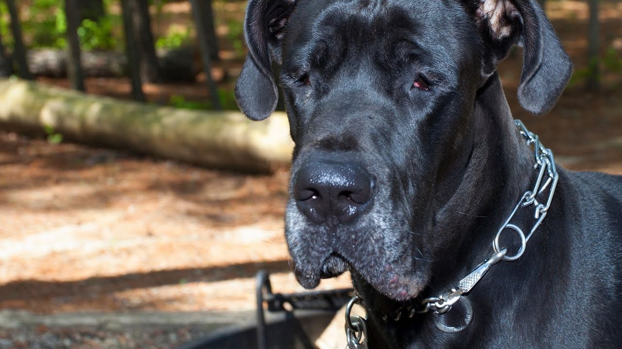 Understanding Bloat Gastric Dilatation Volvulus in Great Danes - YouTube