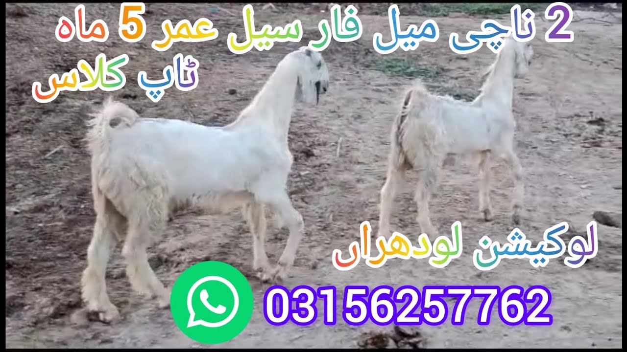 Two white male nachi for sale age 5 month| Hafiz Mushtaq Nachi Goats ...