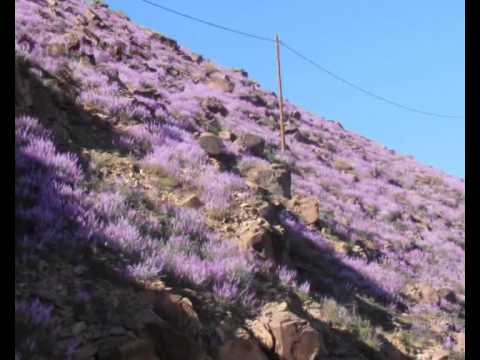 les beaux paysages à foum zguid après les dernières précipitations