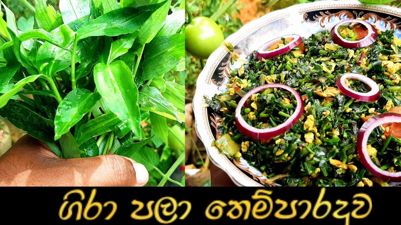 ගිරාපලා තෙම්පාරදුව amazing healthy wild food - Girapala village food in ...