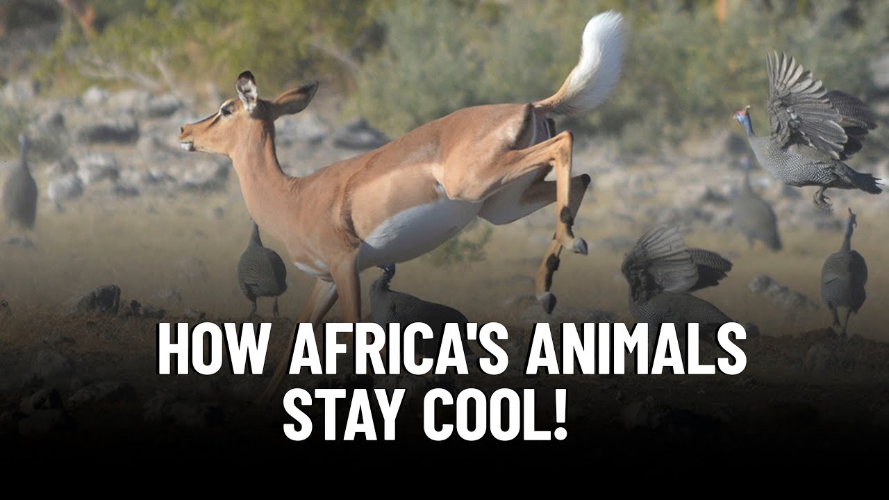 Spectacular Animals in Africa That Are Surprisingly Able to Stay Cool ...