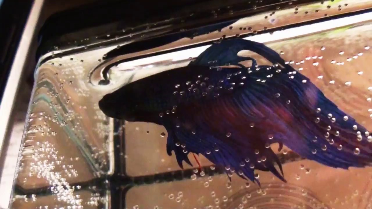 Feeding tiny bugs to my betta - YouTube