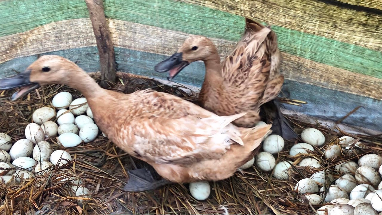 Panen Telur Itik, Banyak Itik Yang Mengeram - YouTube