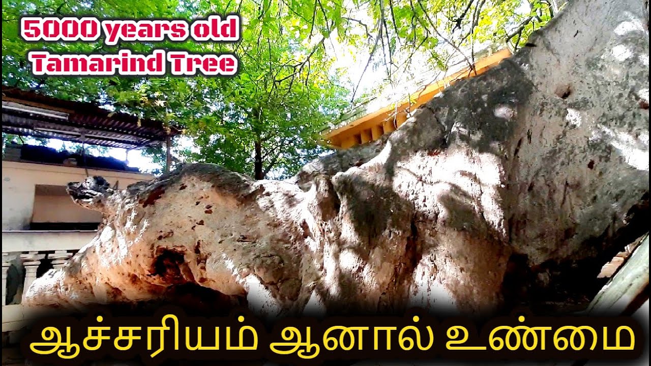 5000 years old Tamarind Tree in Tamil Nadu | Unsleeping Tamarind tree ...