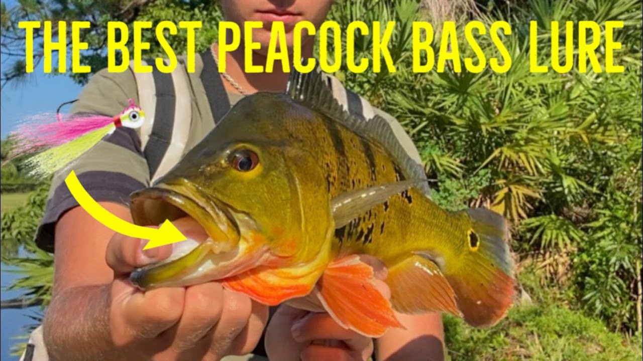 Fishing For BIG Peacock Bass with TINY lures! - YouTube