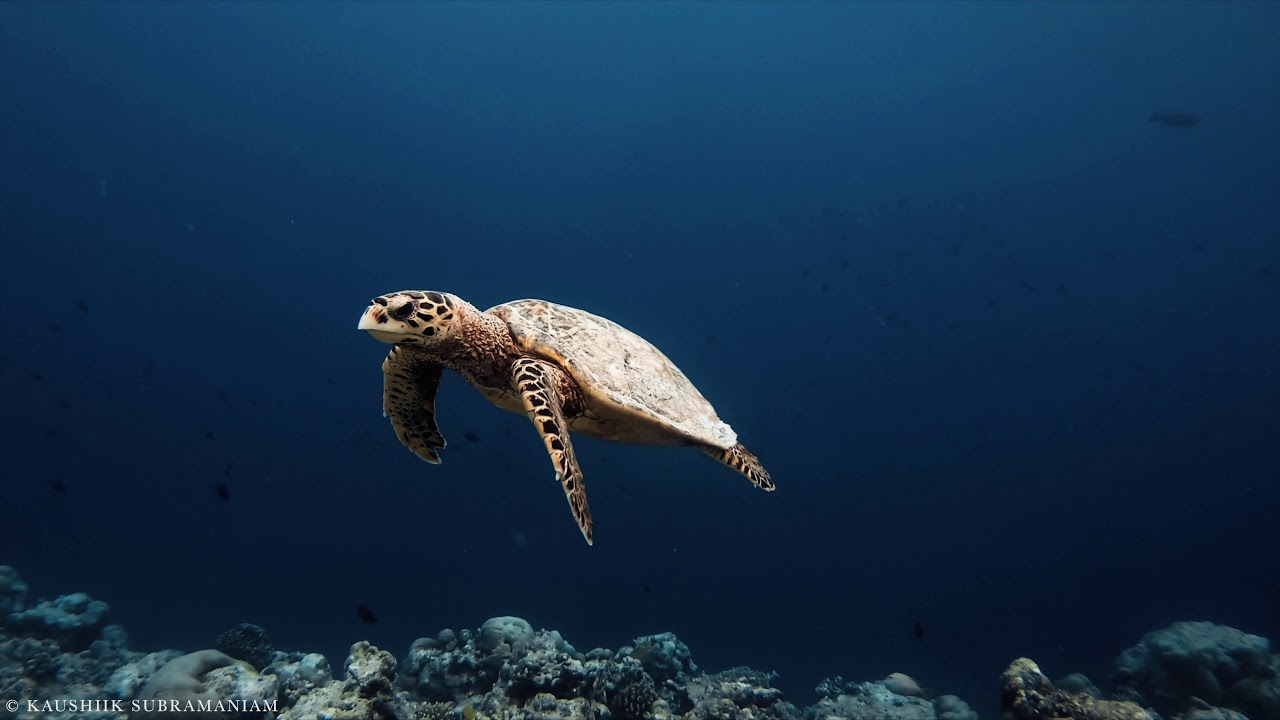 Graceful Gliding Turtle | 4K Wildlife Footage - YouTube