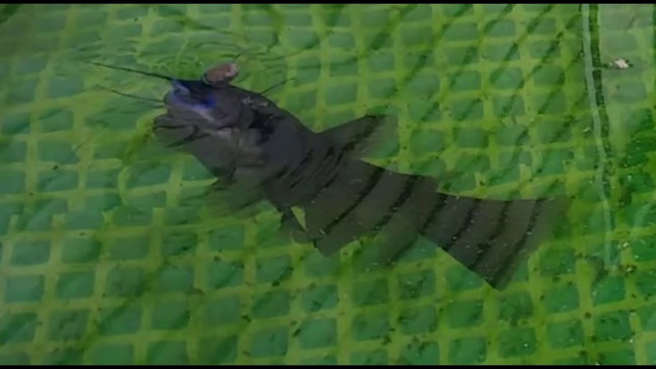 Blue BullHead Catfish AMAZING LOOKING! Legend Unicorn Soundtrack - YouTube