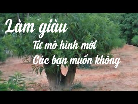 Thu nhập cao nhờ trồng hoa đào  (High income thanks to growing peach blossom)
