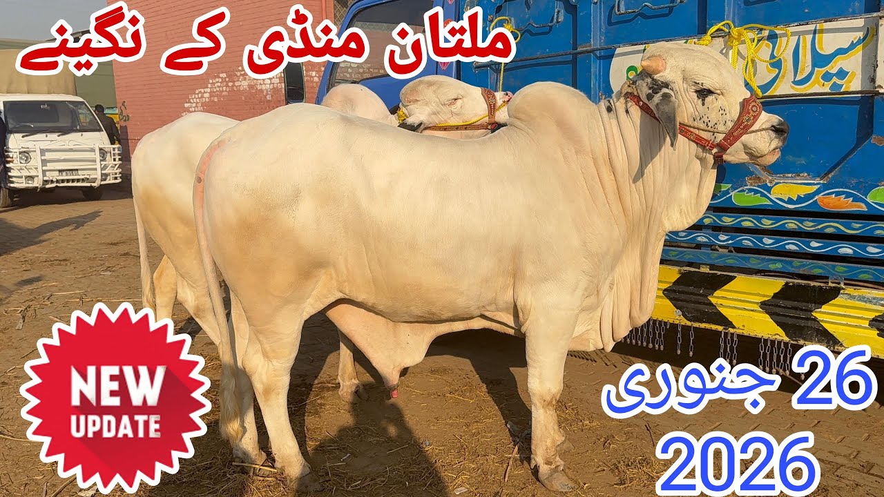 Multan Cow Mandi | Sunday Updates Of Multan Cow Mandi | Latest Rates ...