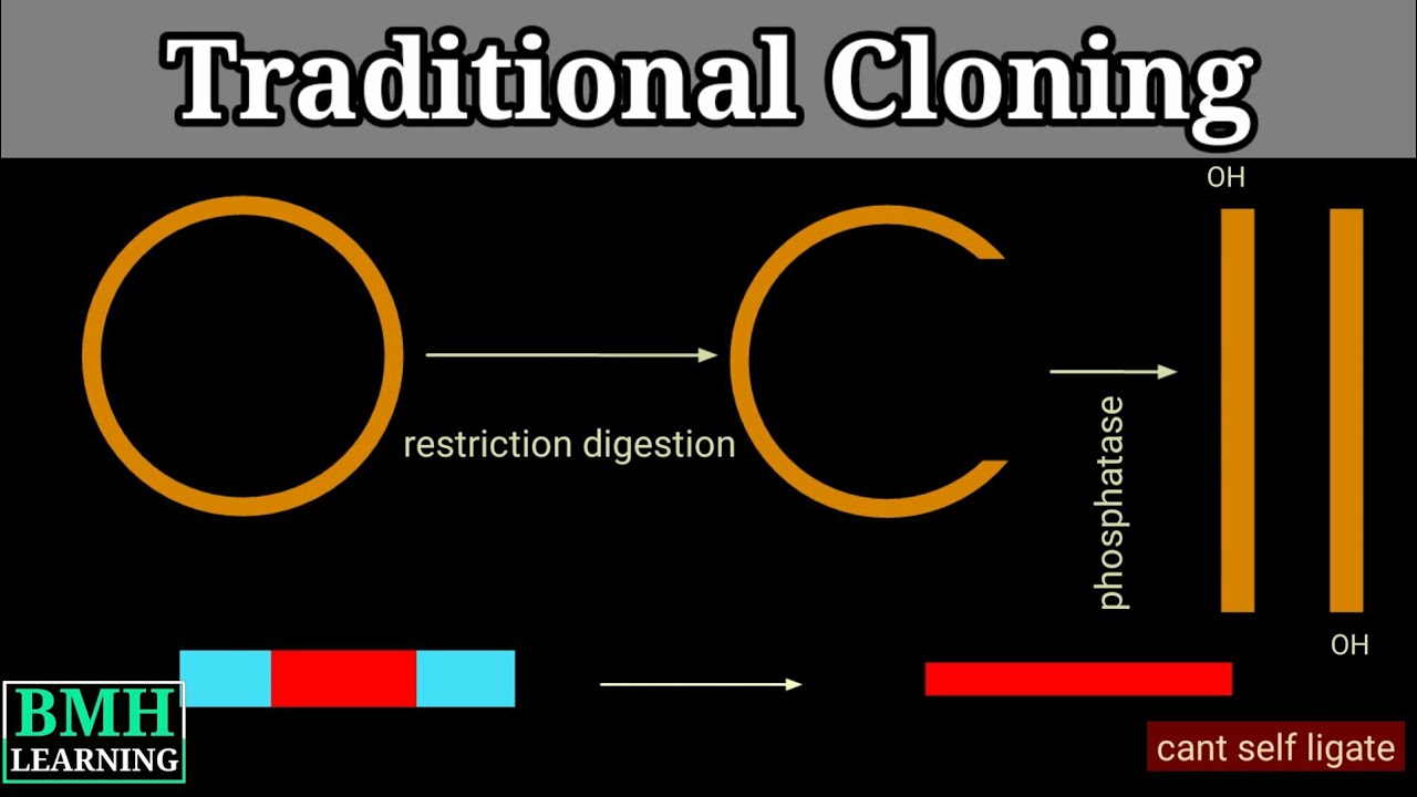 Traditional Cloning | Conventional Method Of Cloning | Traditional ...